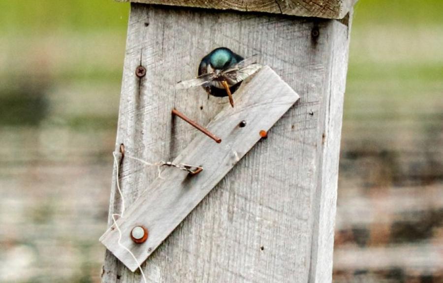 Young tree swallows carry environmental stress into adulthood ...
