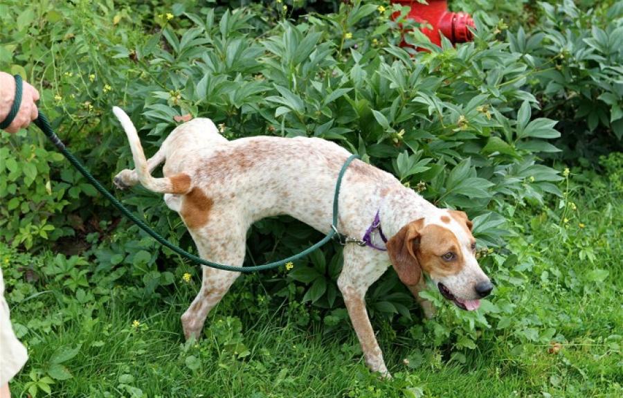 Undergraduates assist EEB's McGuire in new study: Small dogs aim high ...