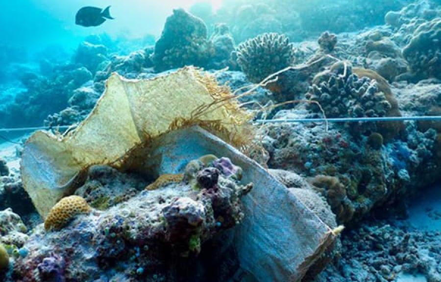 Oceanic plastic trash conveys disease to coral reefs according to ...