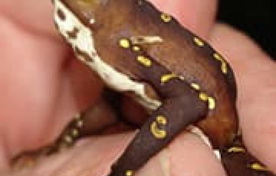 Diseases in Nature | Department of Ecology and Evolutionary Biology