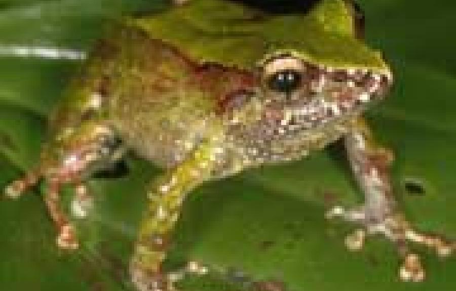 Biodiversity and Conservation | Department of Ecology and Evolutionary ...