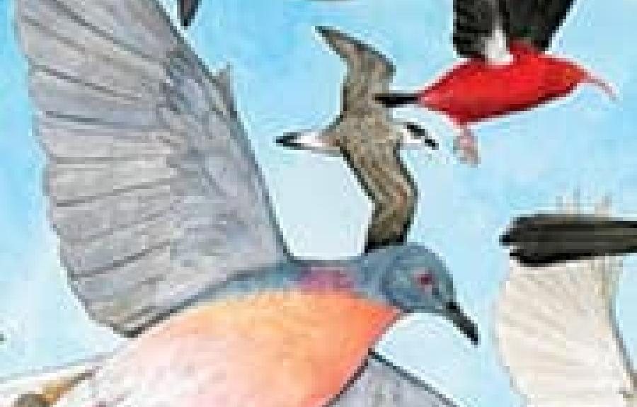 Biodiversity and Conservation | Department of Ecology and Evolutionary ...