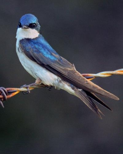 Vitousek co-authors study: Climate change affects size of tree swallows ...