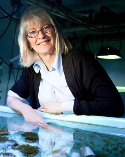 Drew Harvell among 12 faculty members elected AAAS fellows | Department ...