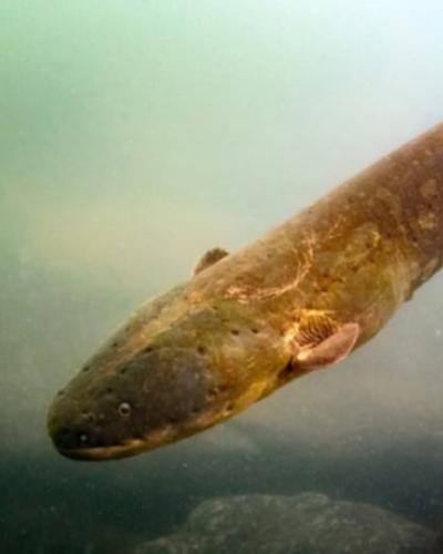 Dillman, CUMV curator, in study describing two new electric eel species ...