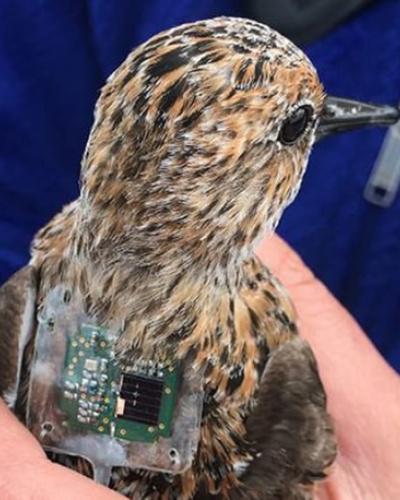 Life Tag solar bird tracker goes commercial | Department of Ecology and ...